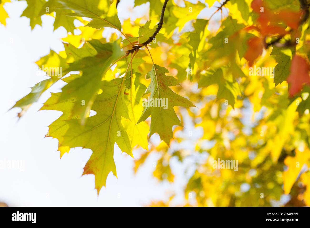 Red Oak Leaves Fall Colour Stock Photo - Alamy