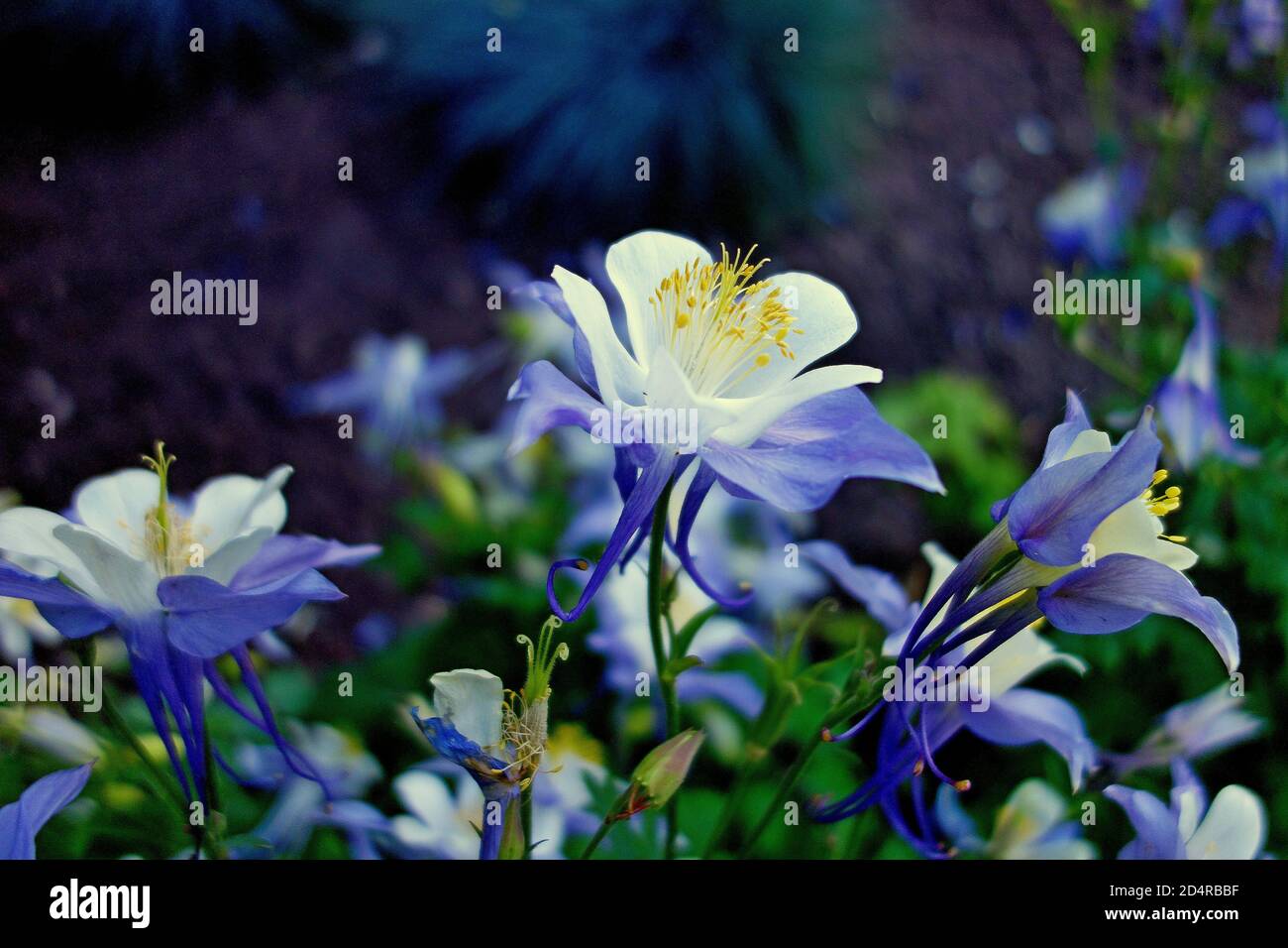 Colombian blue flower hi-res stock photography and images - Alamy