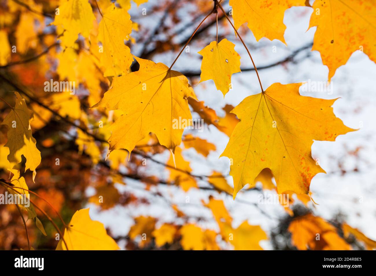 Sugar maple with fall colours Stock Photo - Alamy