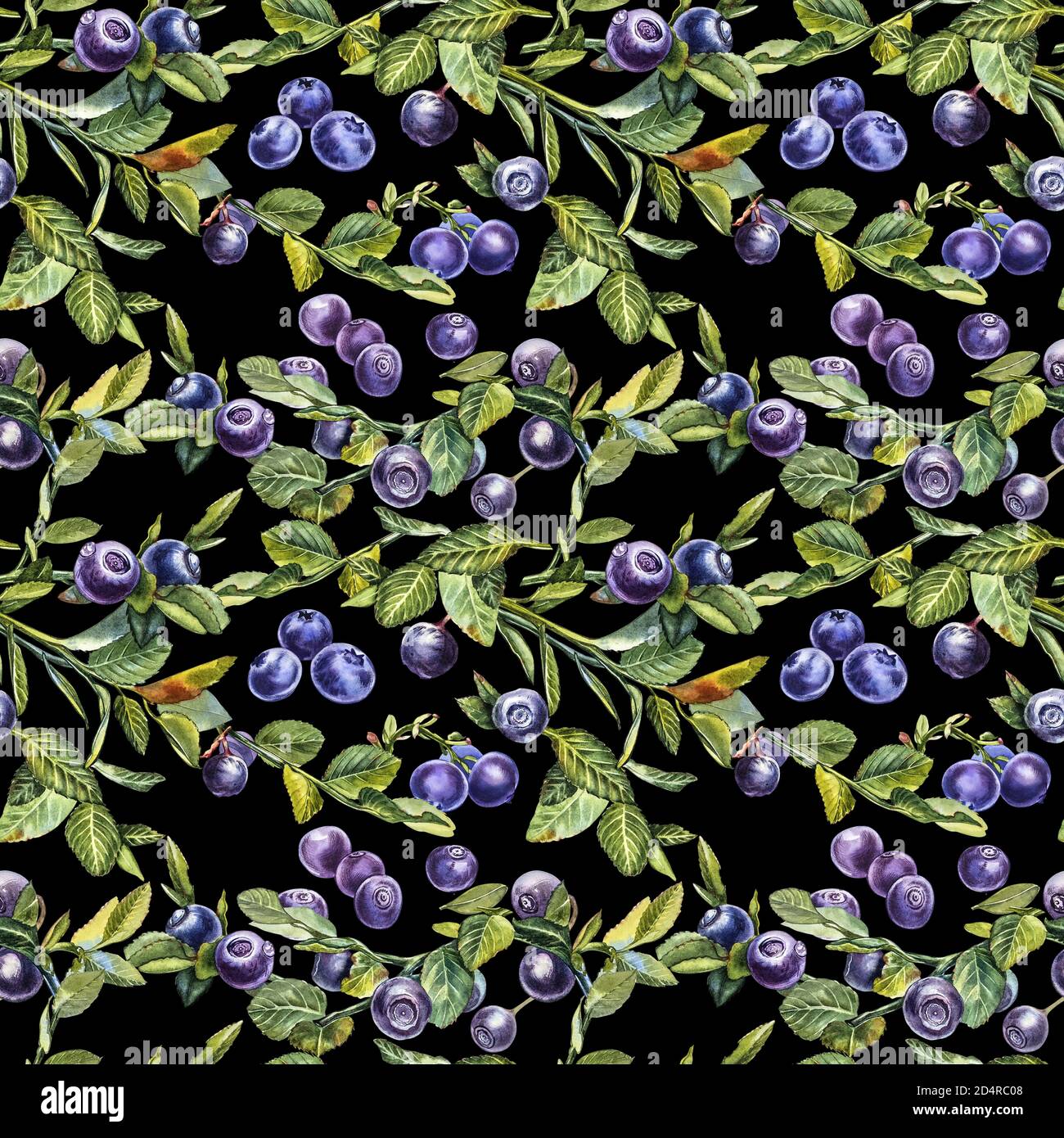 Blueberry. Seamless patterns. Watercolor botanical illustration. Hand ...