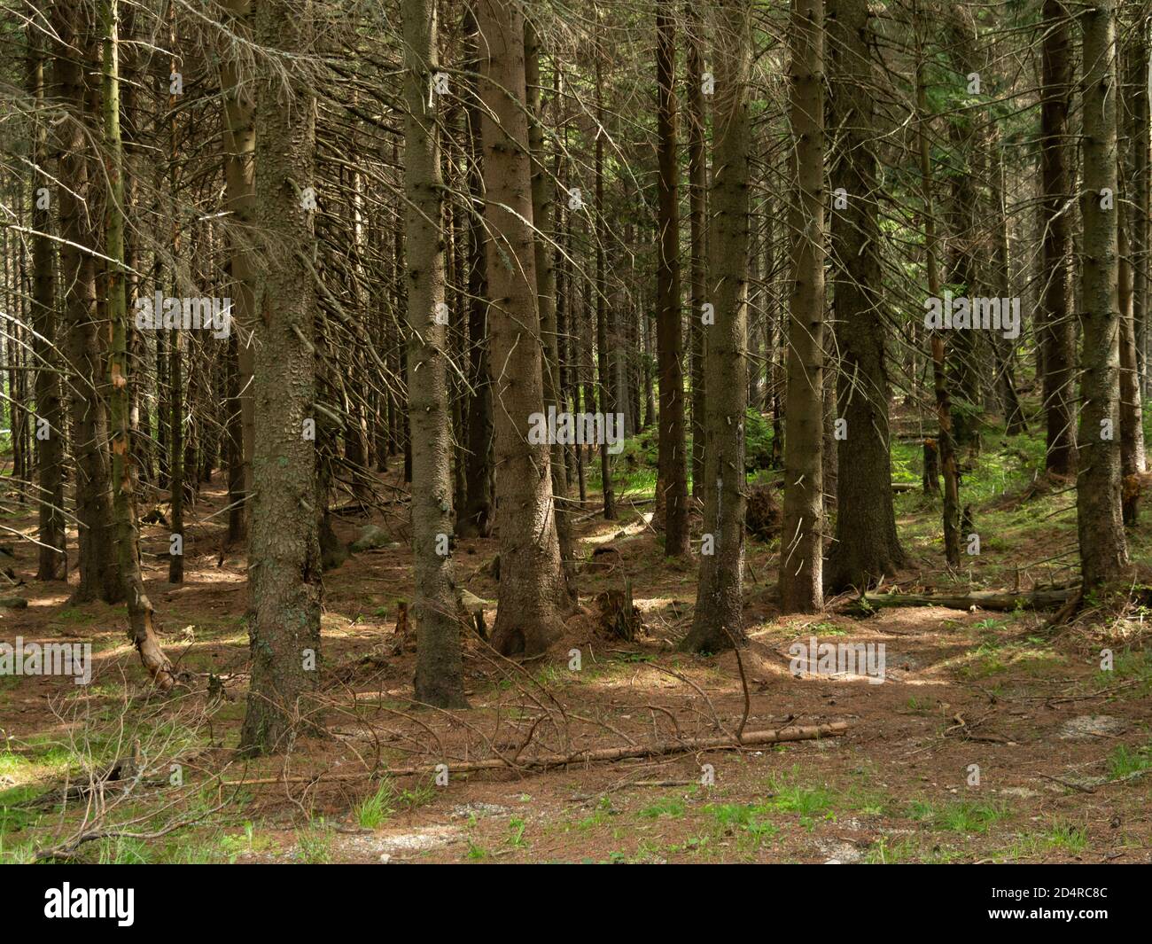 Tree trunks in the mountain forest of Karkonosze National Park Stock ...