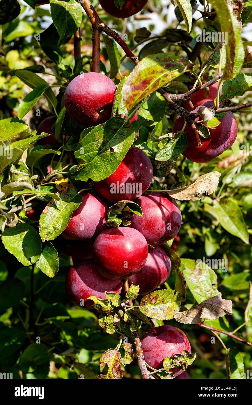 Red Empire apples on the tree in Ontario Canada orchard Stock Photo - Alamy