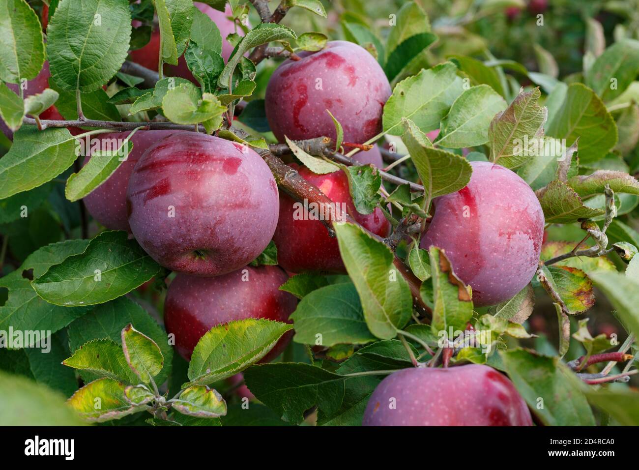 Red Empire apples on the tree in Ontario Canada orchard Stock Photo - Alamy