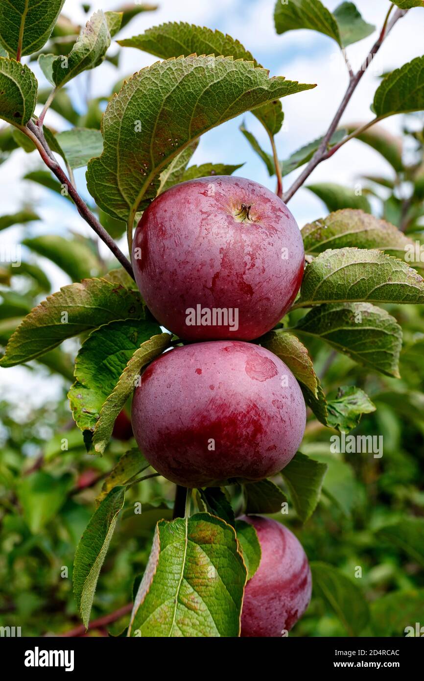 Spartan apples on the tree in Ontario Canada orchard Stock Photo - Alamy