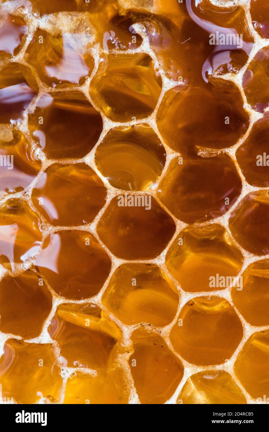 Cells of honeycomb Stock Photo - Alamy