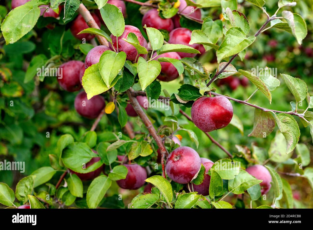 Ontario apples hi-res stock photography and images - Alamy