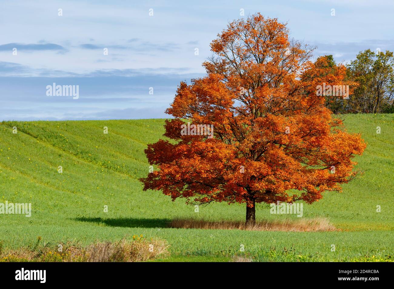 A lone Maple tree in full fall color in Ontario Canada Stock Photo - Alamy