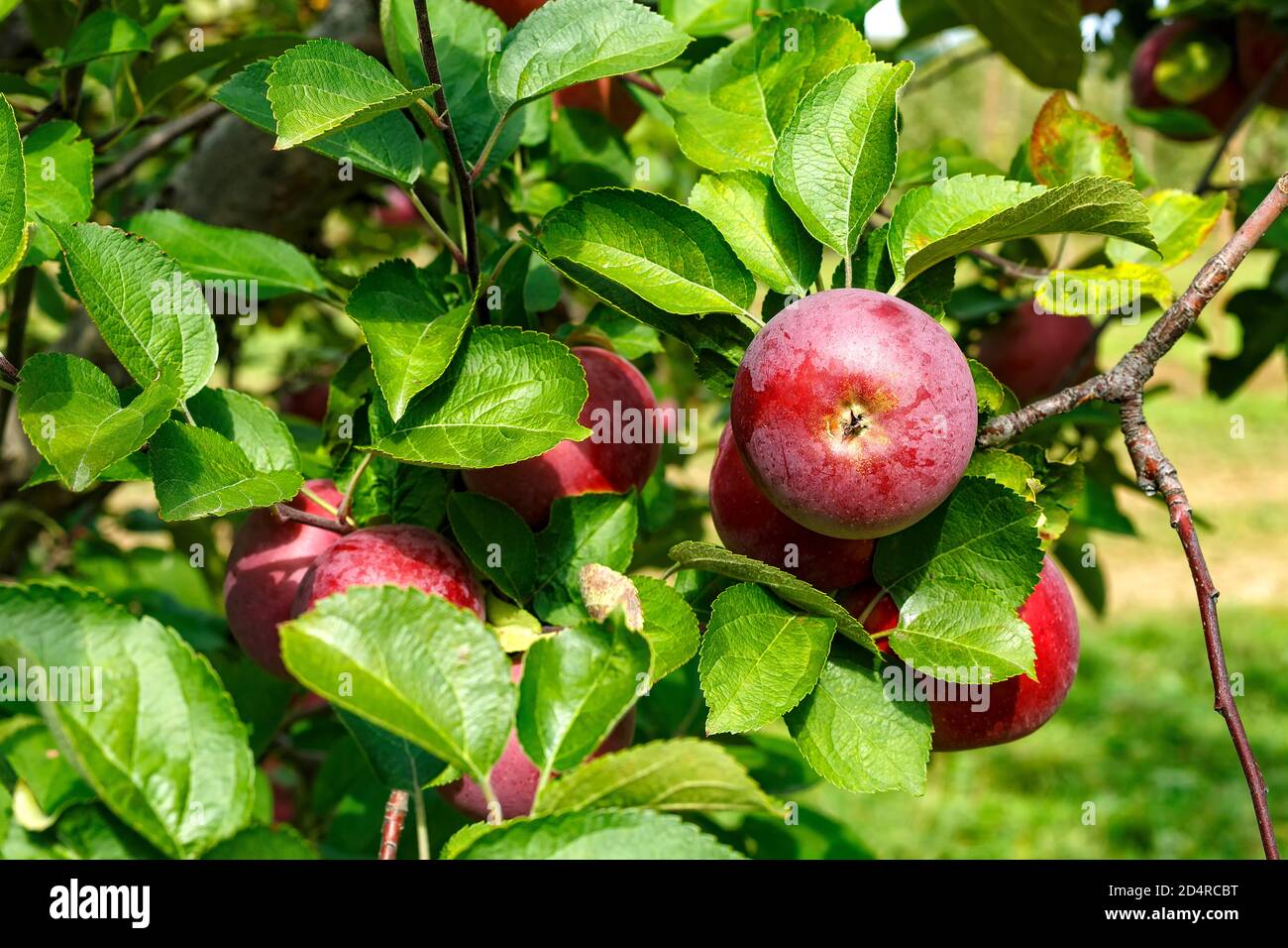 Spartan apples on the tree in Ontario Canada orchard Stock Photo - Alamy