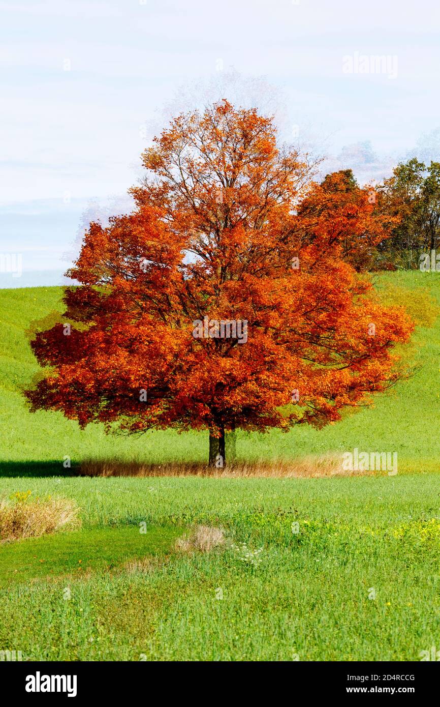 A Lone Maple tree in a field in full fall color in Ontario, Canada ...