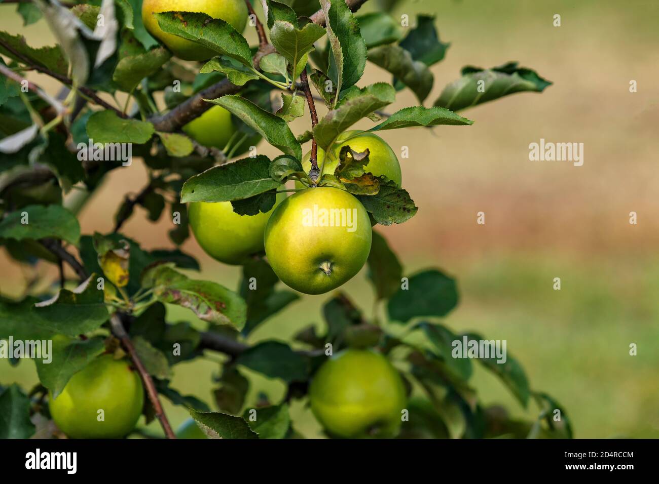 Mutsu apple hi-res stock photography and images - Alamy