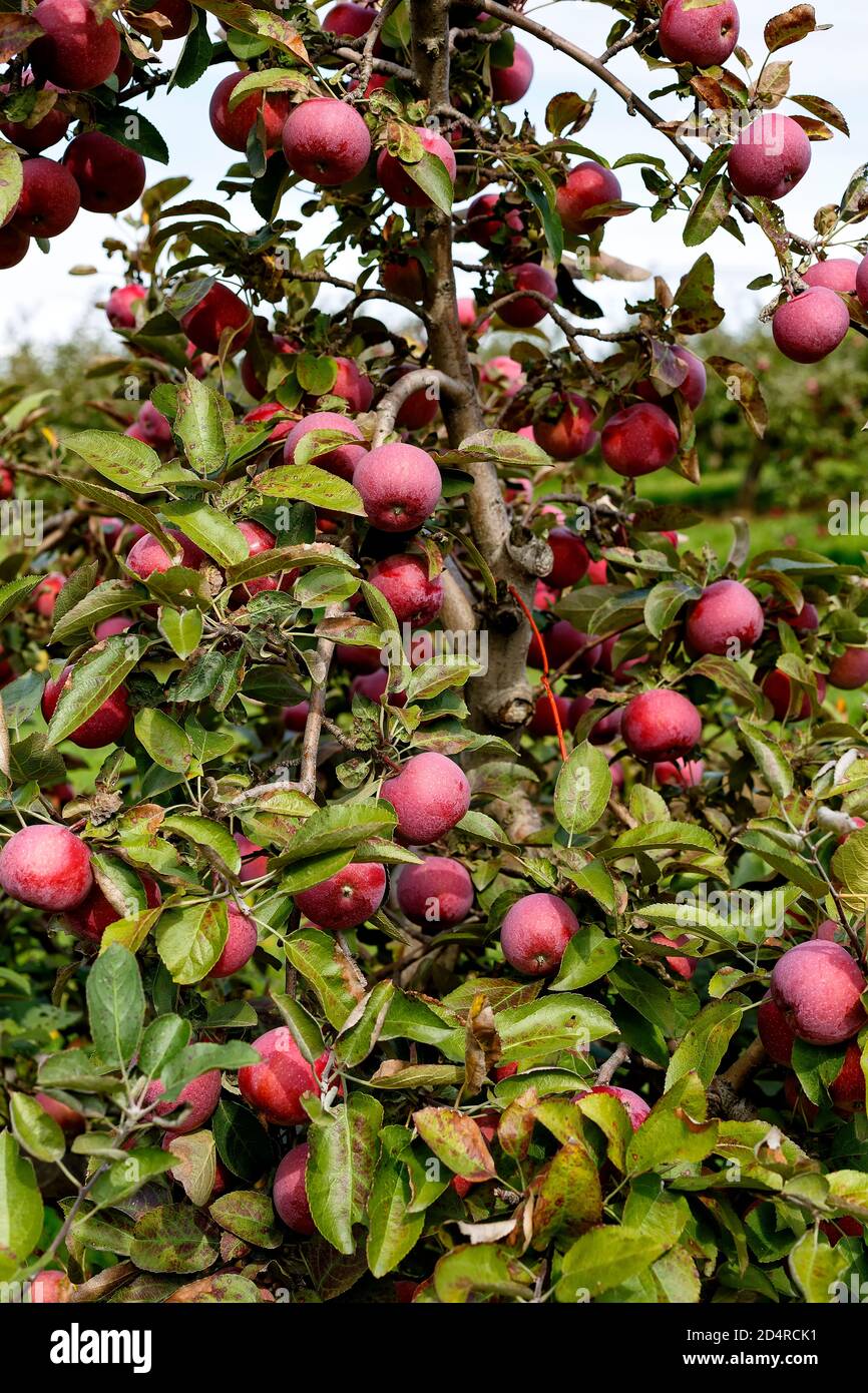 Empire fruit hi-res stock photography and images - Alamy