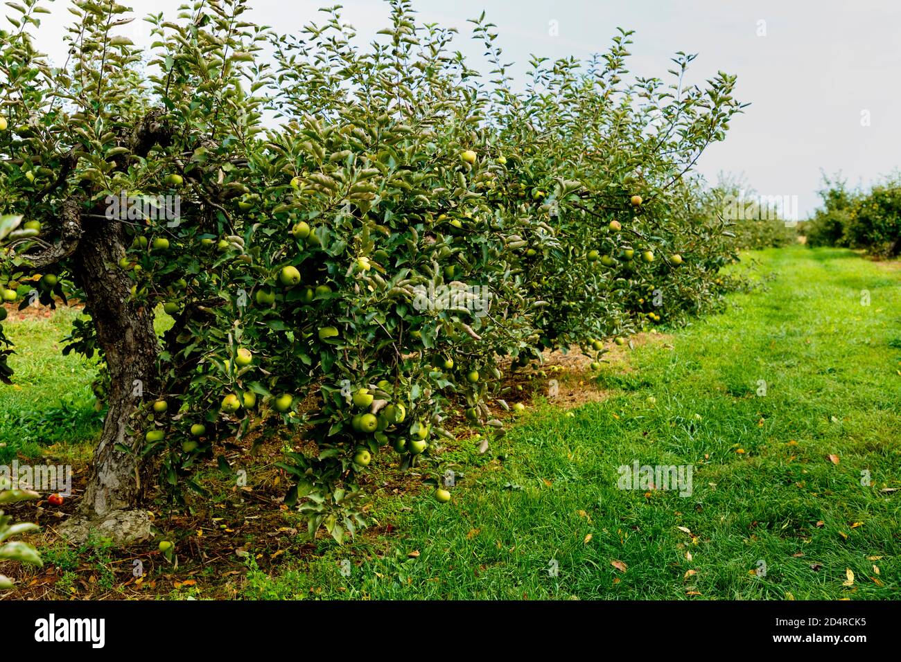 Green Mutsu apples on the tree in Ontario Canada orchard Stock Photo ...