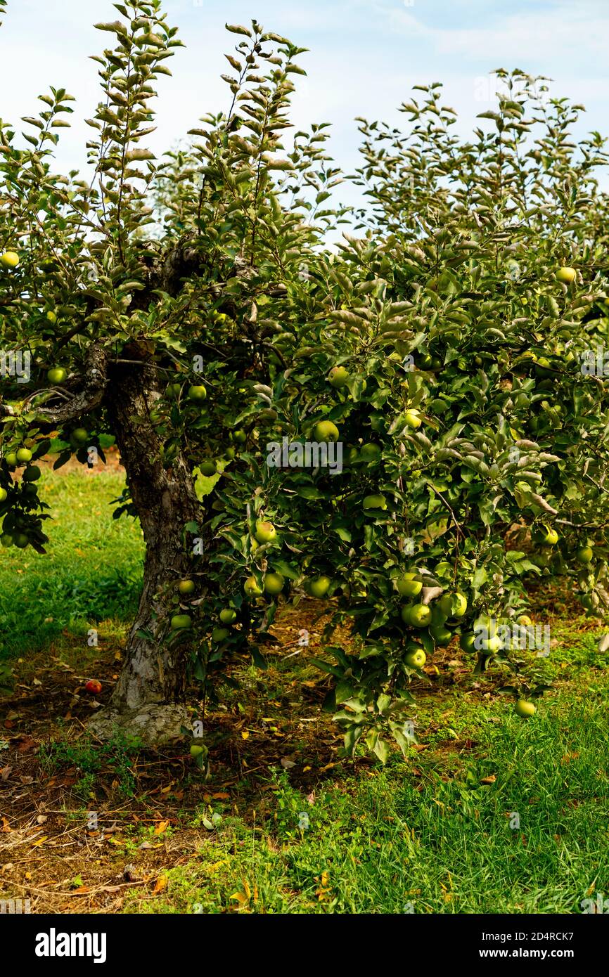 Green Mutsu apples on the tree in Ontario Canada orchard Stock Photo ...