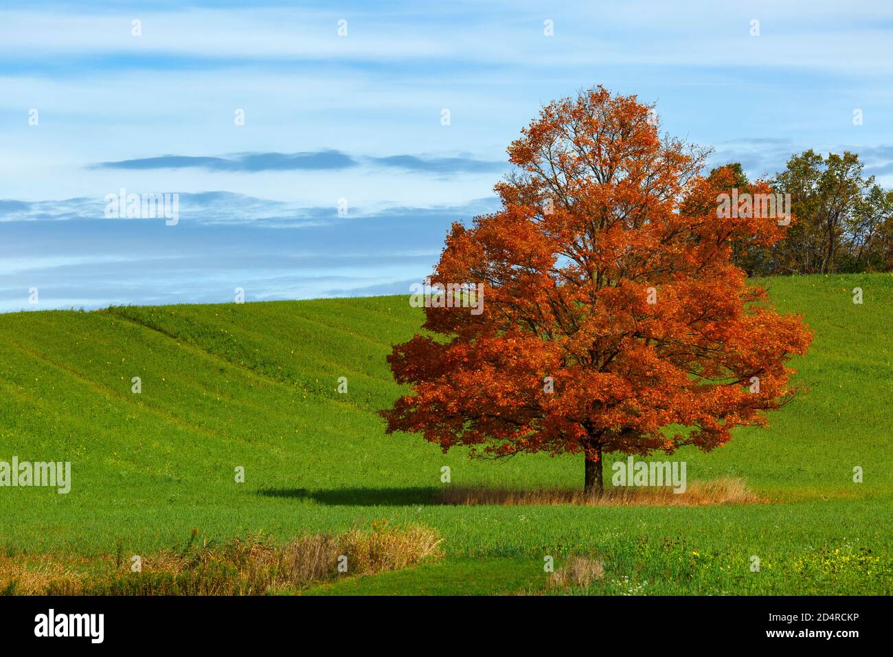 A lone Maple tree in full fall color in Ontario Canada Stock Photo - Alamy