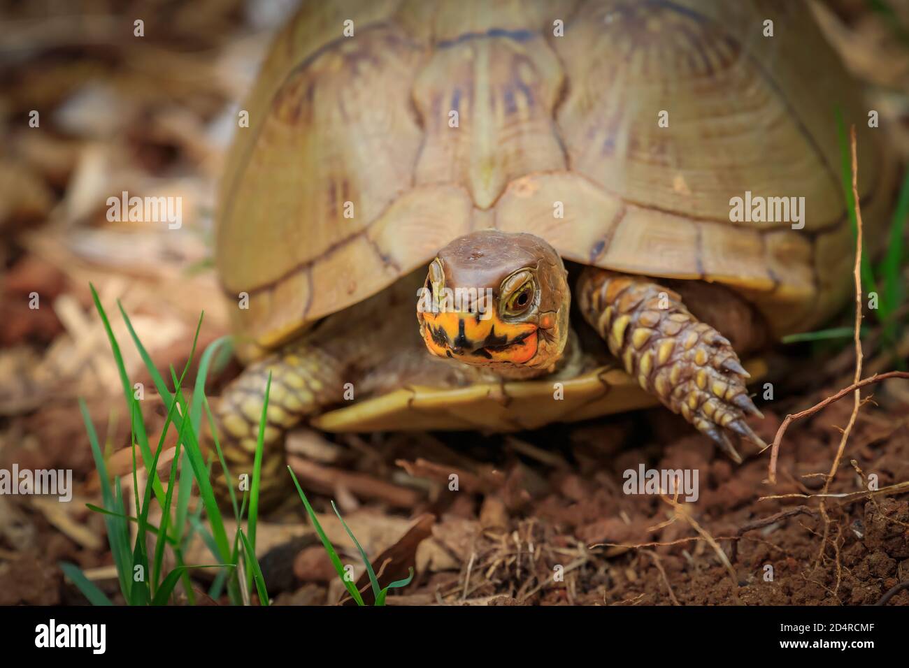Close up of a Three-toed Box Turtle (Terrapene carolina triunguis Stock ...