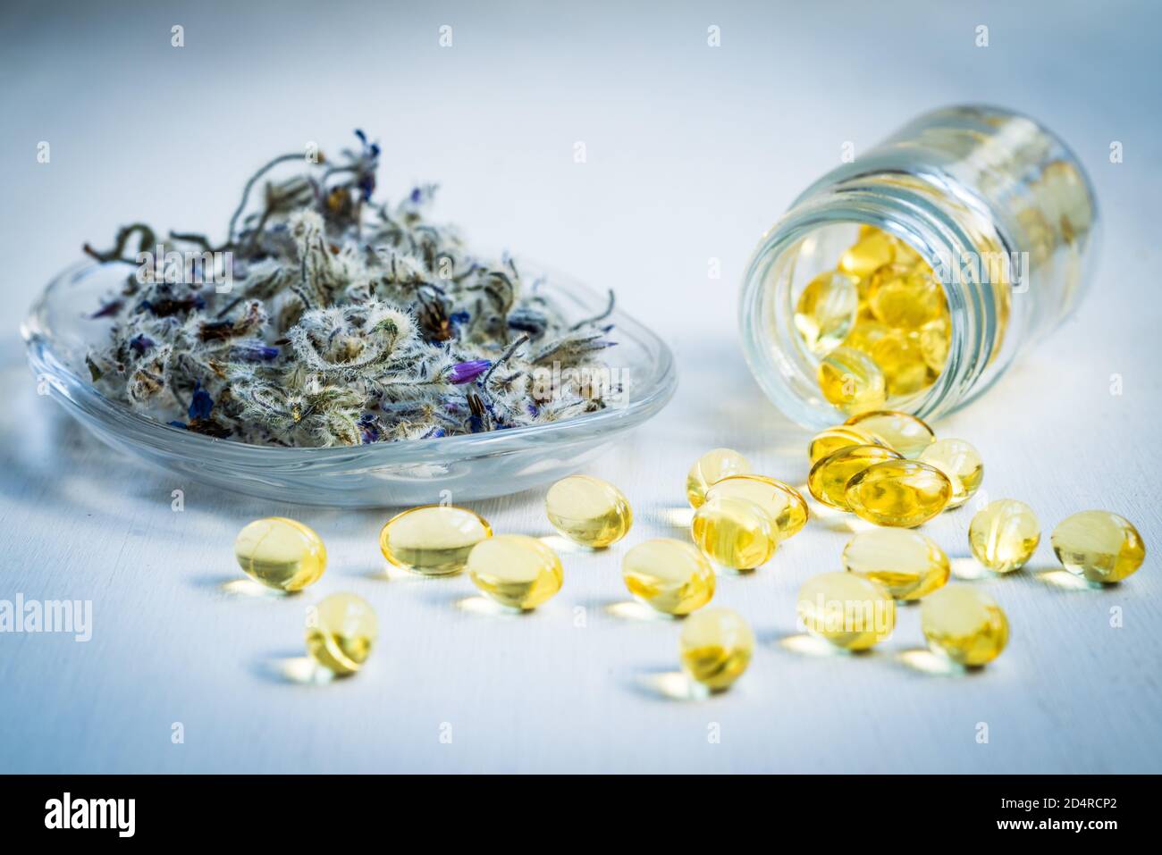 Capsules of borage (Borago officinalis Stock Photo - Alamy
