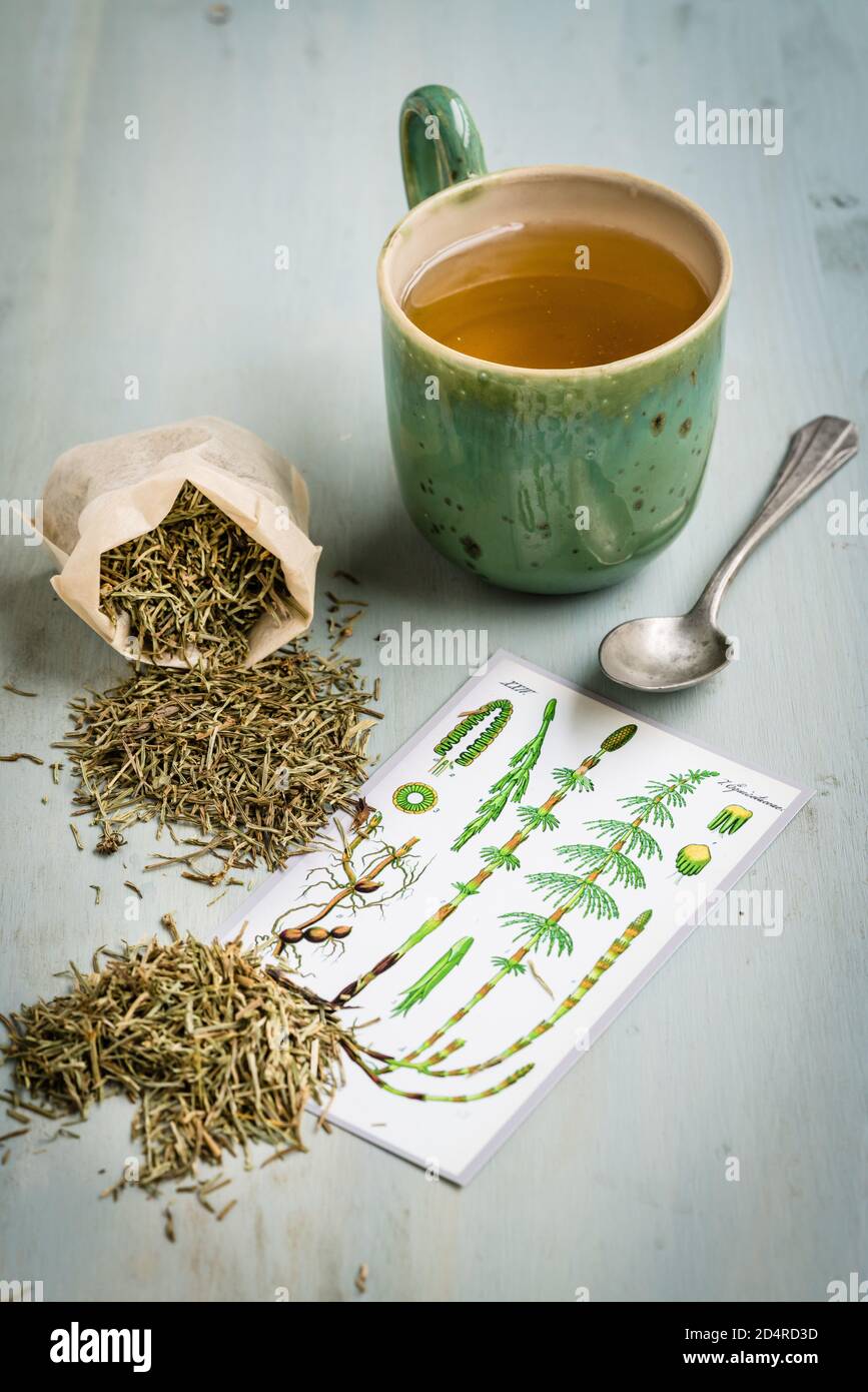 Horsetail Tea Equisetum Arvense High Resolution Stock Photography and ...