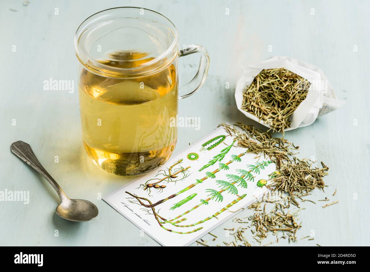 Horsetail tea (Equisetum arvense Stock Photo - Alamy