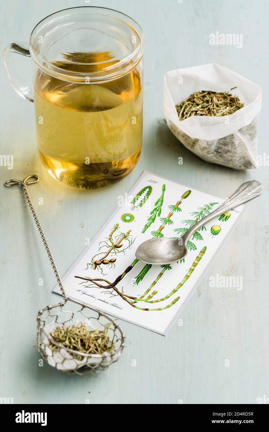 Horsetail tea (Equisetum arvense Stock Photo - Alamy
