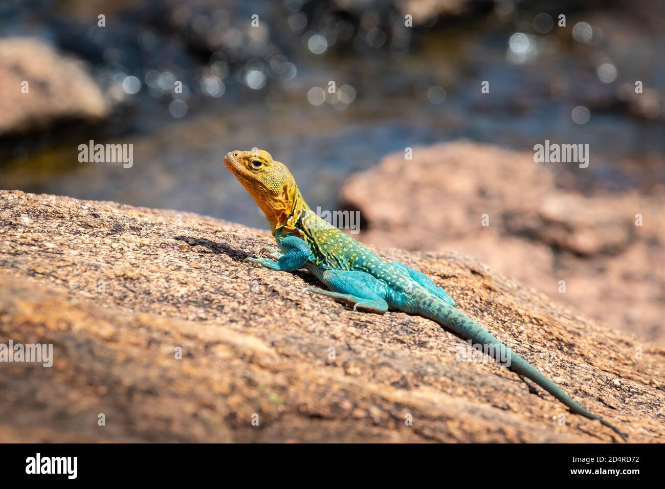 Eastern collared lizard (Crotaphytus collaris), also known as a ...