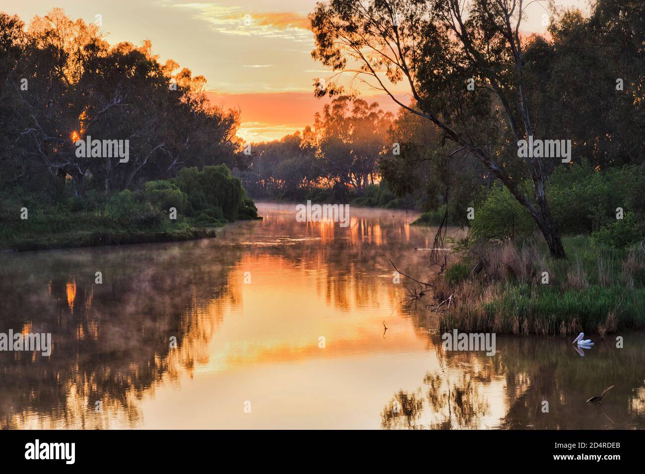 Scenic colourful sunrise over Macquarie river in Dubbo with pelikan ...
