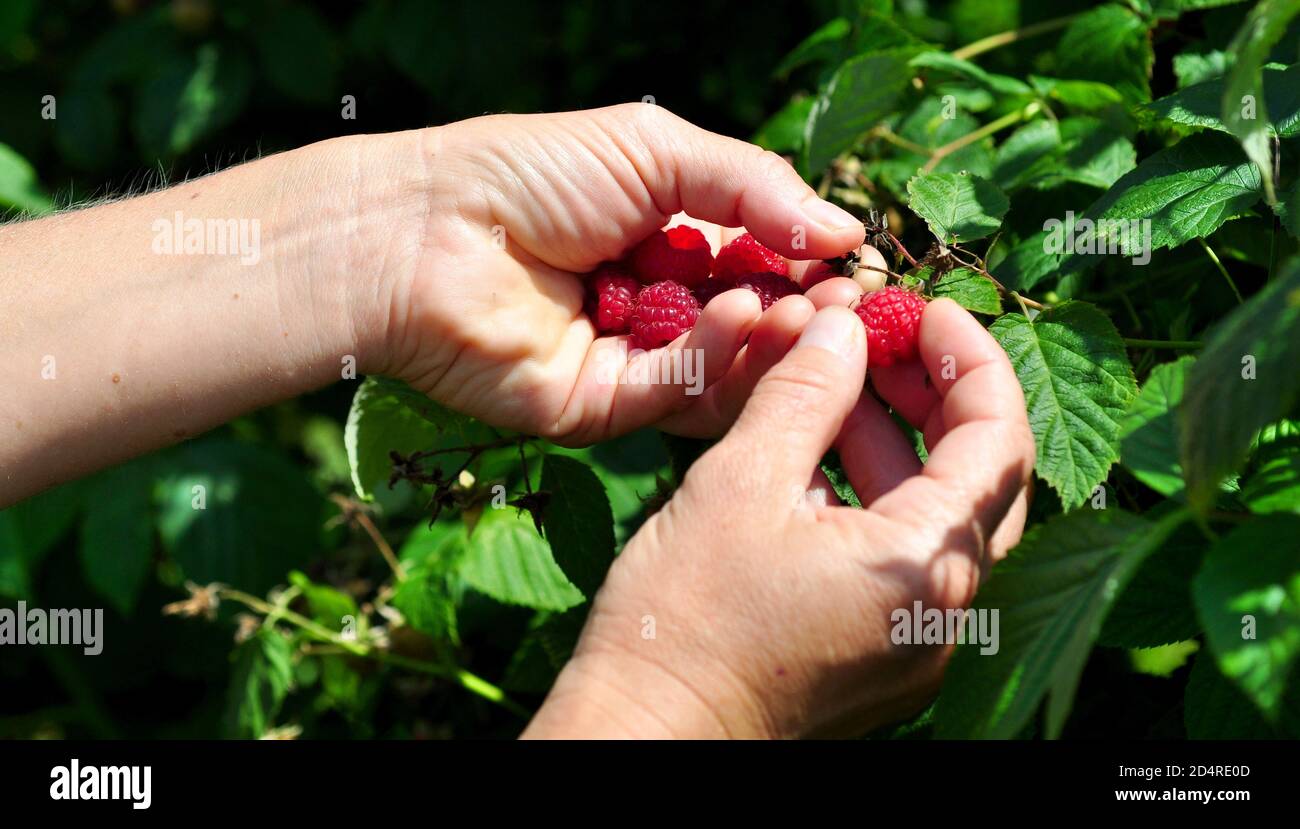 Farmer picking organic raspberries, Serbia Stock Photo - Alamy