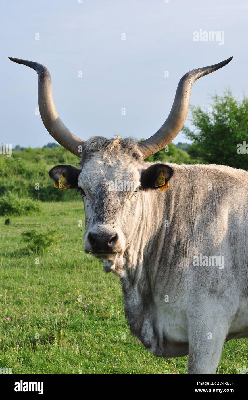 Podolian cattle, big gray cattle with long horns (gray steppe cattle or ...