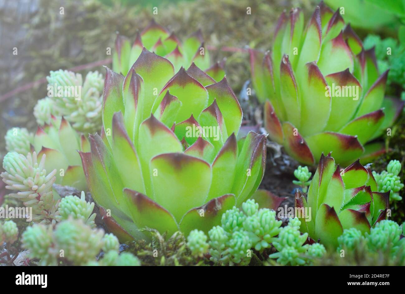 Common houseleek - Sempervivum tectorum, Crassulaceae Stock Photo - Alamy