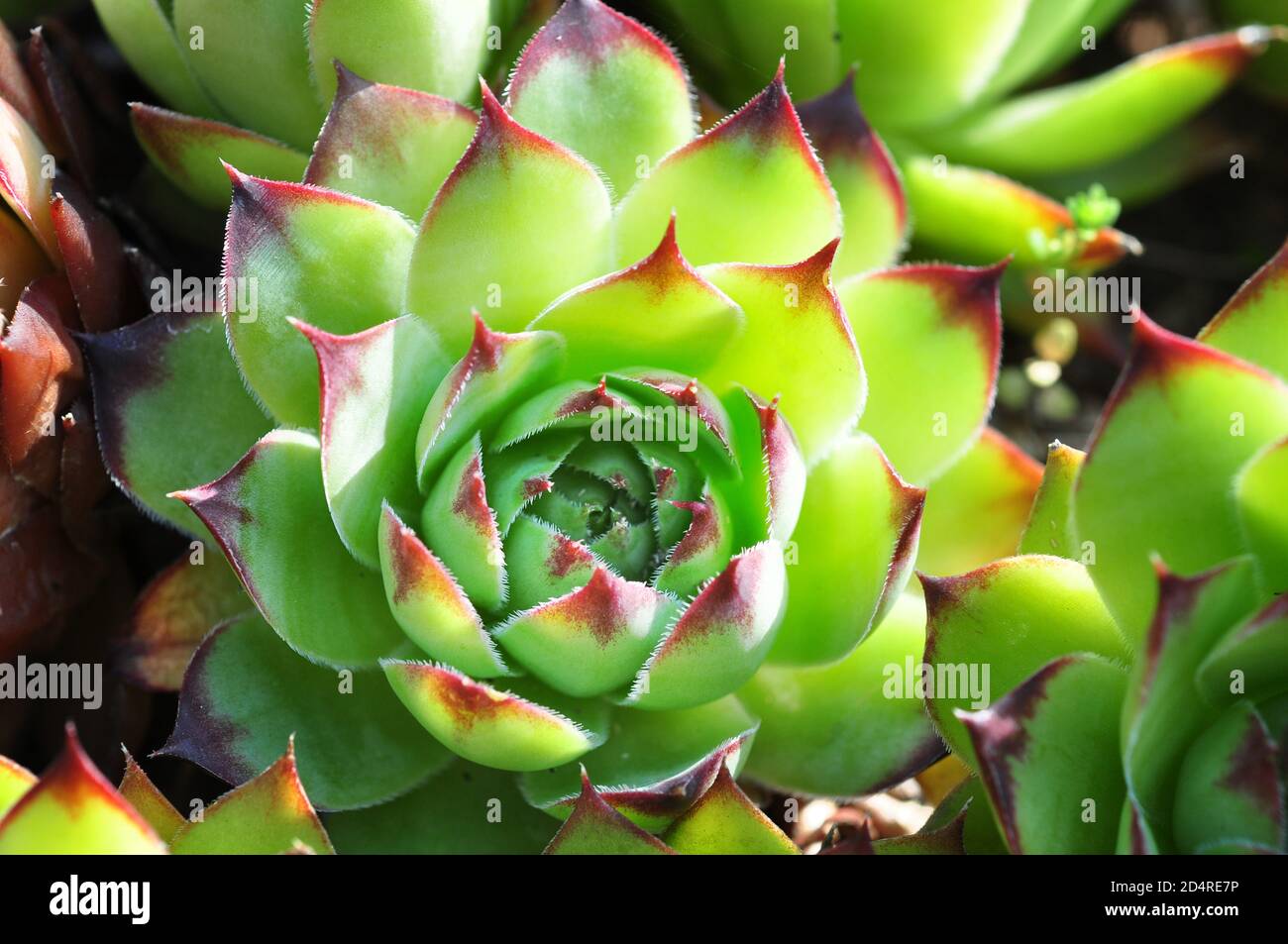 Common houseleek - Sempervivum tectorum, Crassulaceae Stock Photo - Alamy
