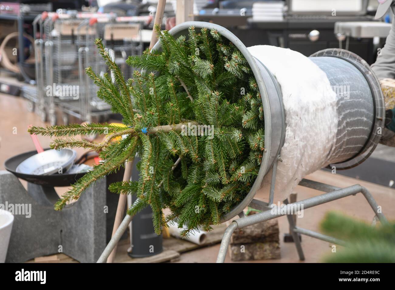Salesman being wrapped up a cut Christmas tree packed in a plastic net ...