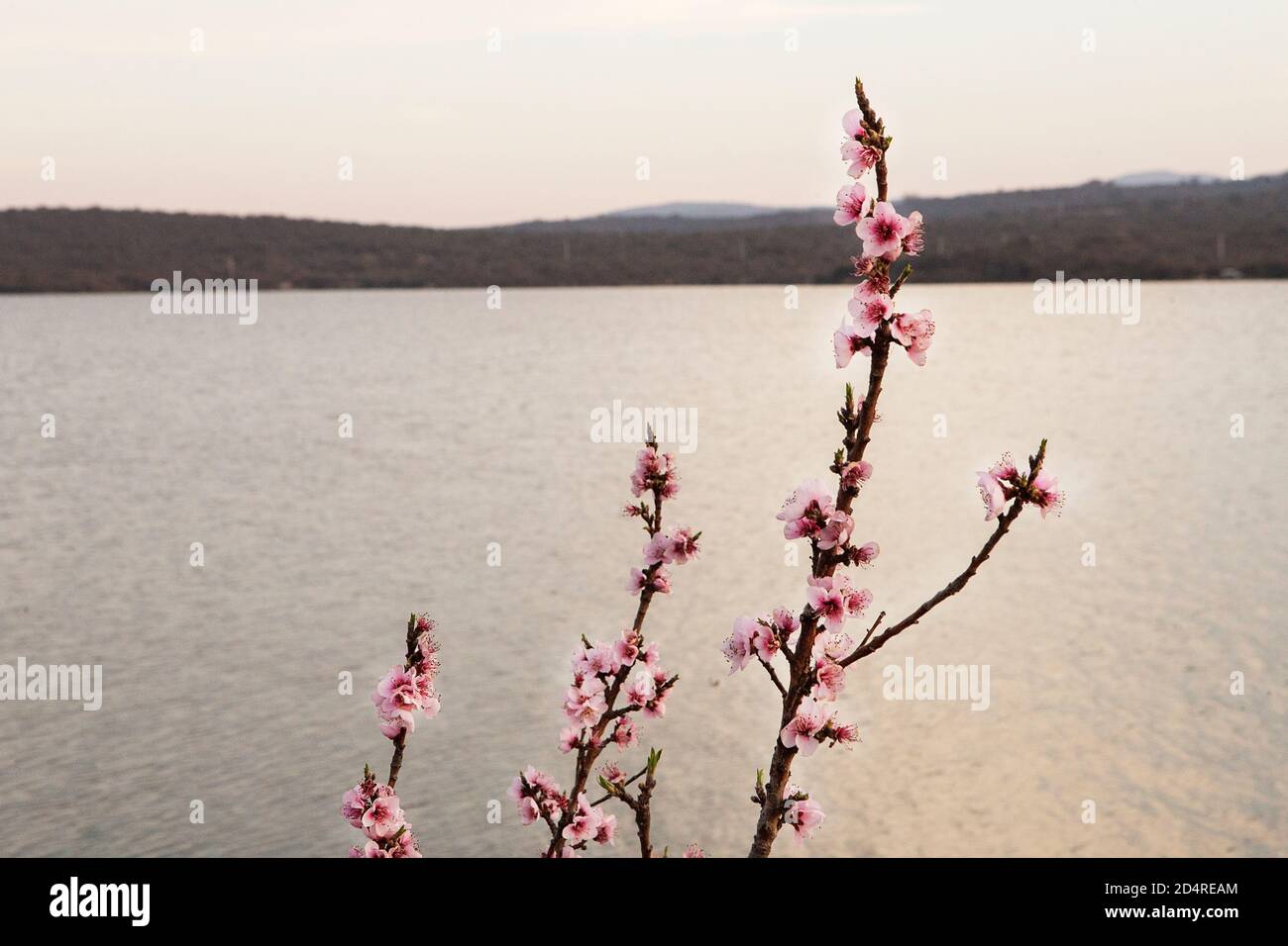Azores lake flower hi-res stock photography and images - Alamy
