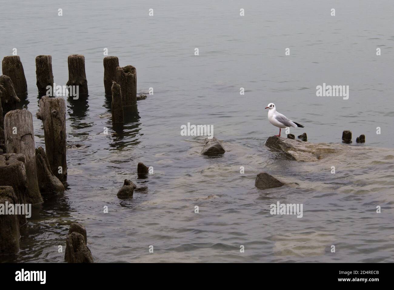 View of a seagull resting on the rock on the water surface near an old ...