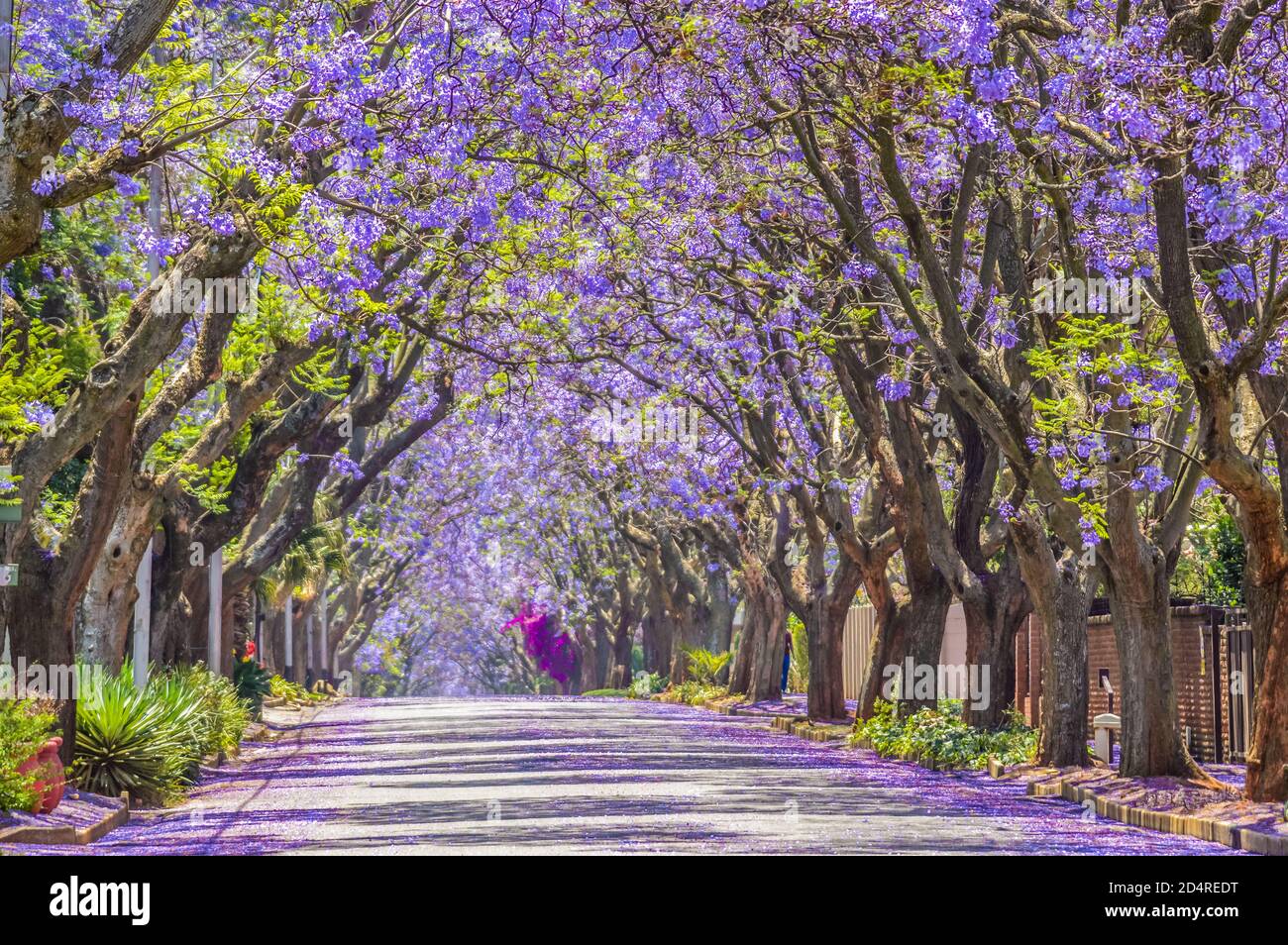 Purple blue Jacaranda mimosifolia bloom in Johannesburg street during ...