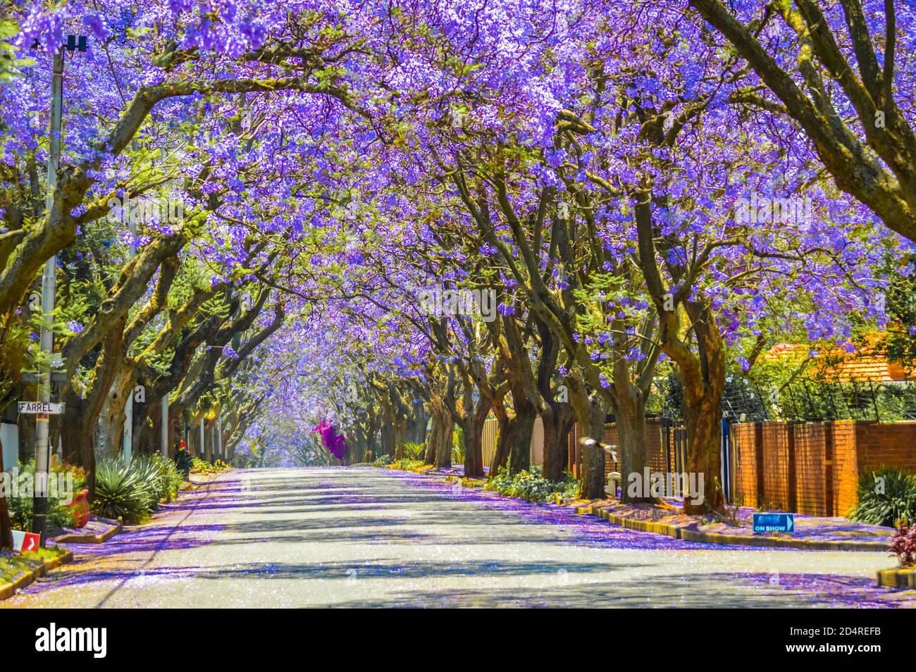 Jacaranda trees in bloom pretoria hi-res stock photography and images ...