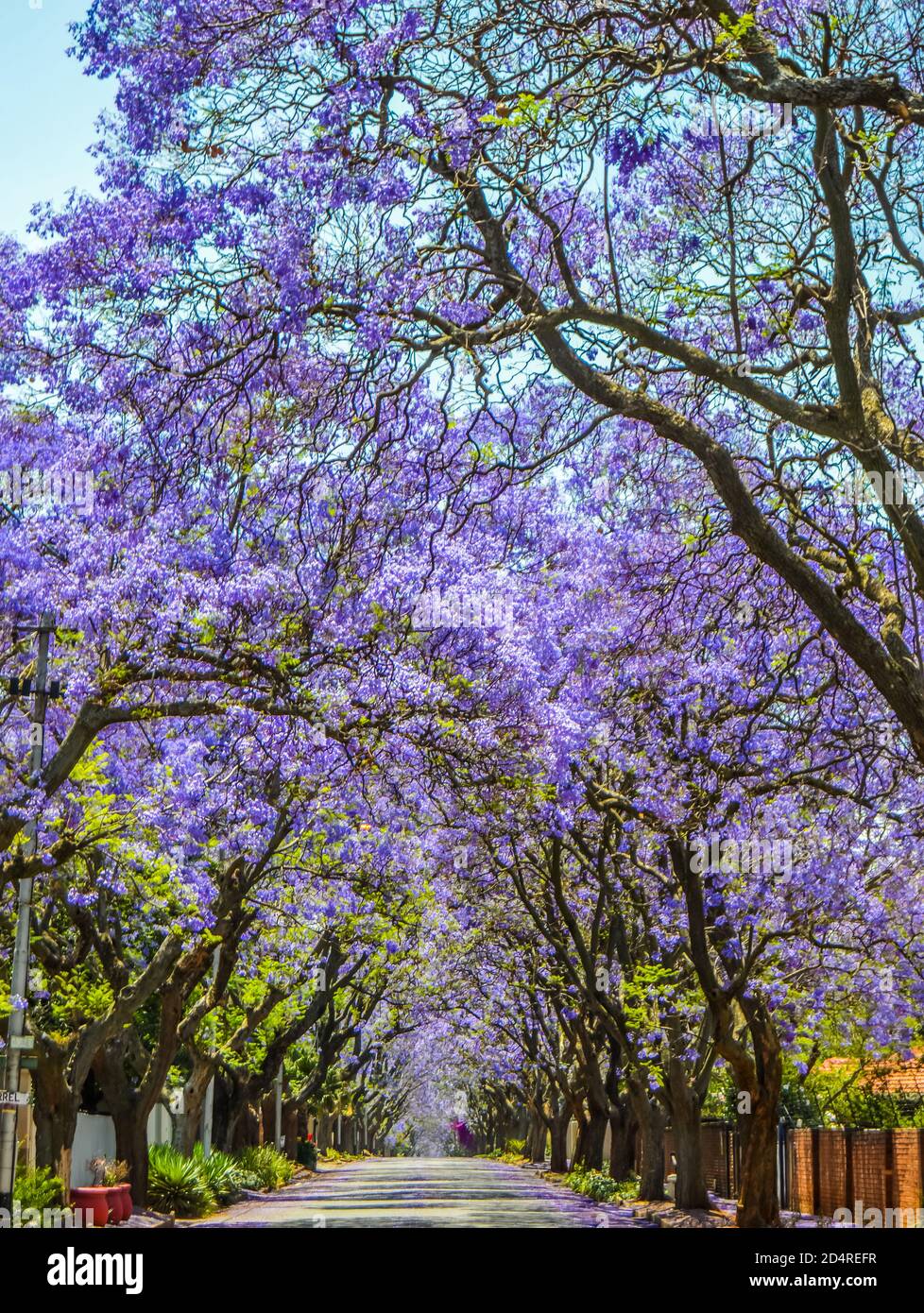 Purple blue Jacaranda mimosifolia bloom in Johannesburg street during ...