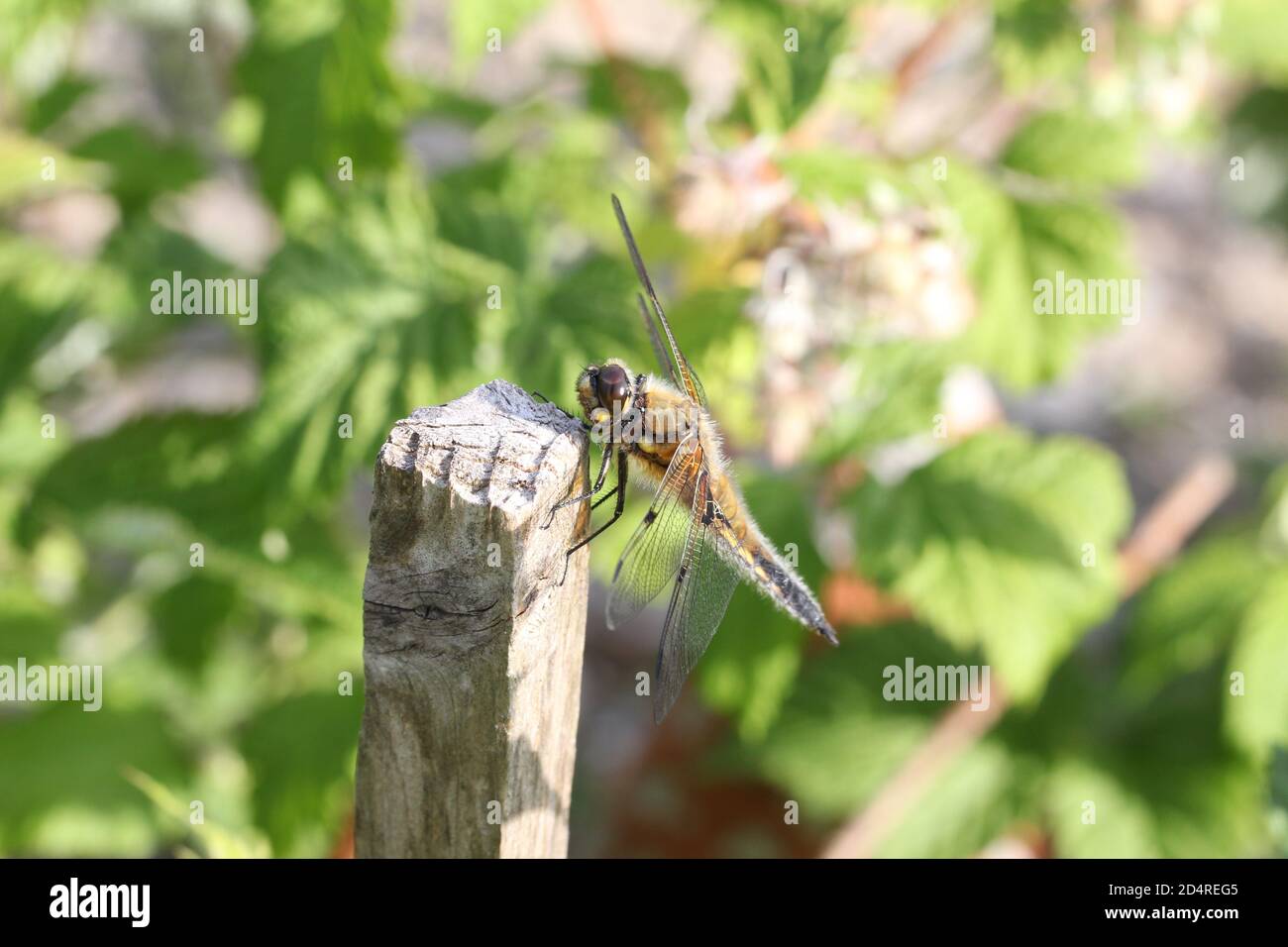 Macro shot of a Dragonfly sitting on a stump Stock Photo - Alamy