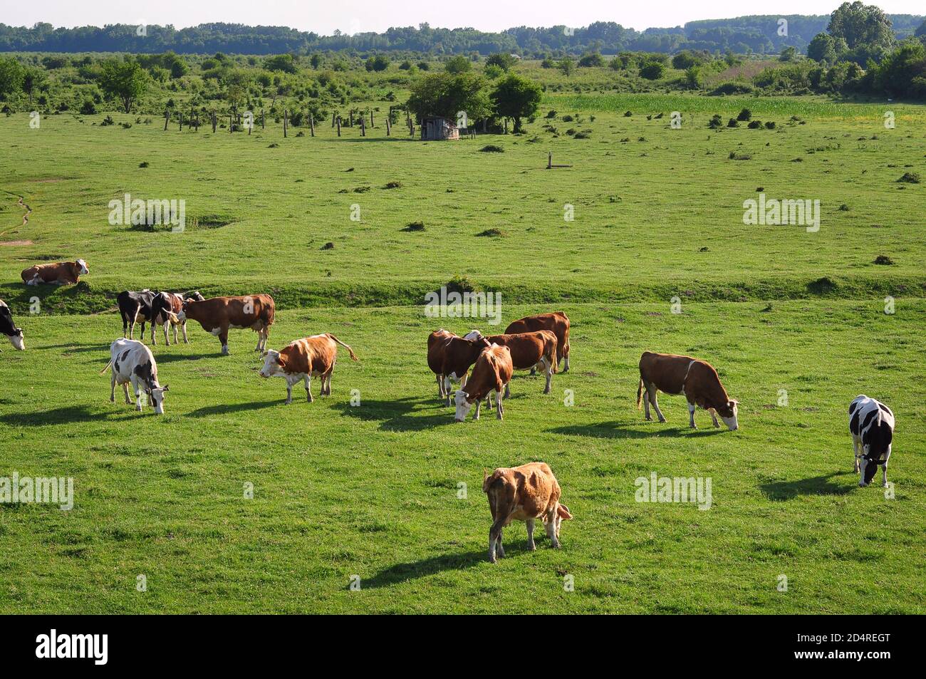 Zasavica hi-res stock photography and images - Alamy