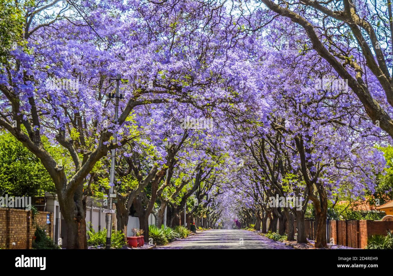 Jacaranda trees in bloom pretoria hi-res stock photography and images ...