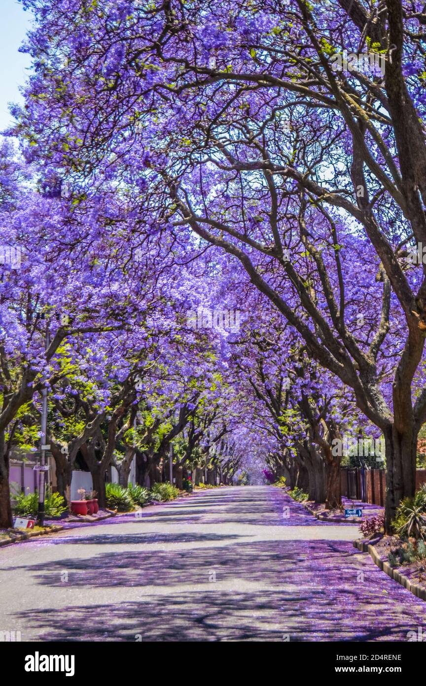 Purple blue Jacaranda mimosifolia bloom in Johannesburg street during ...
