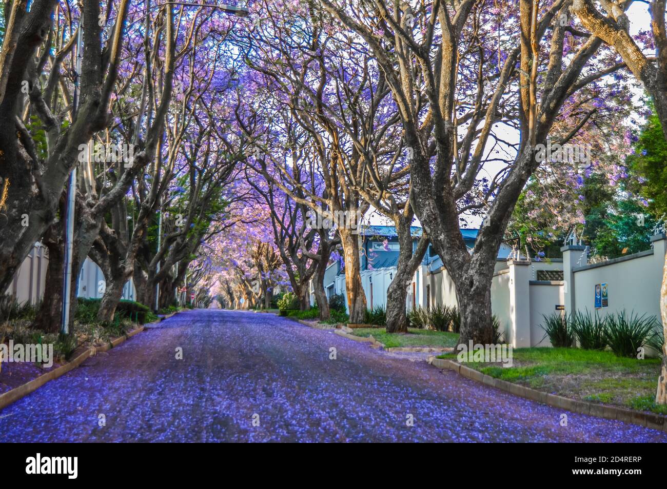 Purple blue Jacaranda - mimosifolia bloom in Johannesburg streets ...
