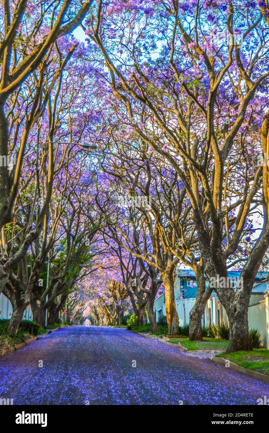 Purple blue Jacaranda - mimosifolia bloom in Johannesburg streets ...