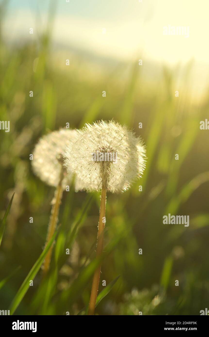 Light up dandelion hi-res stock photography and images - Alamy
