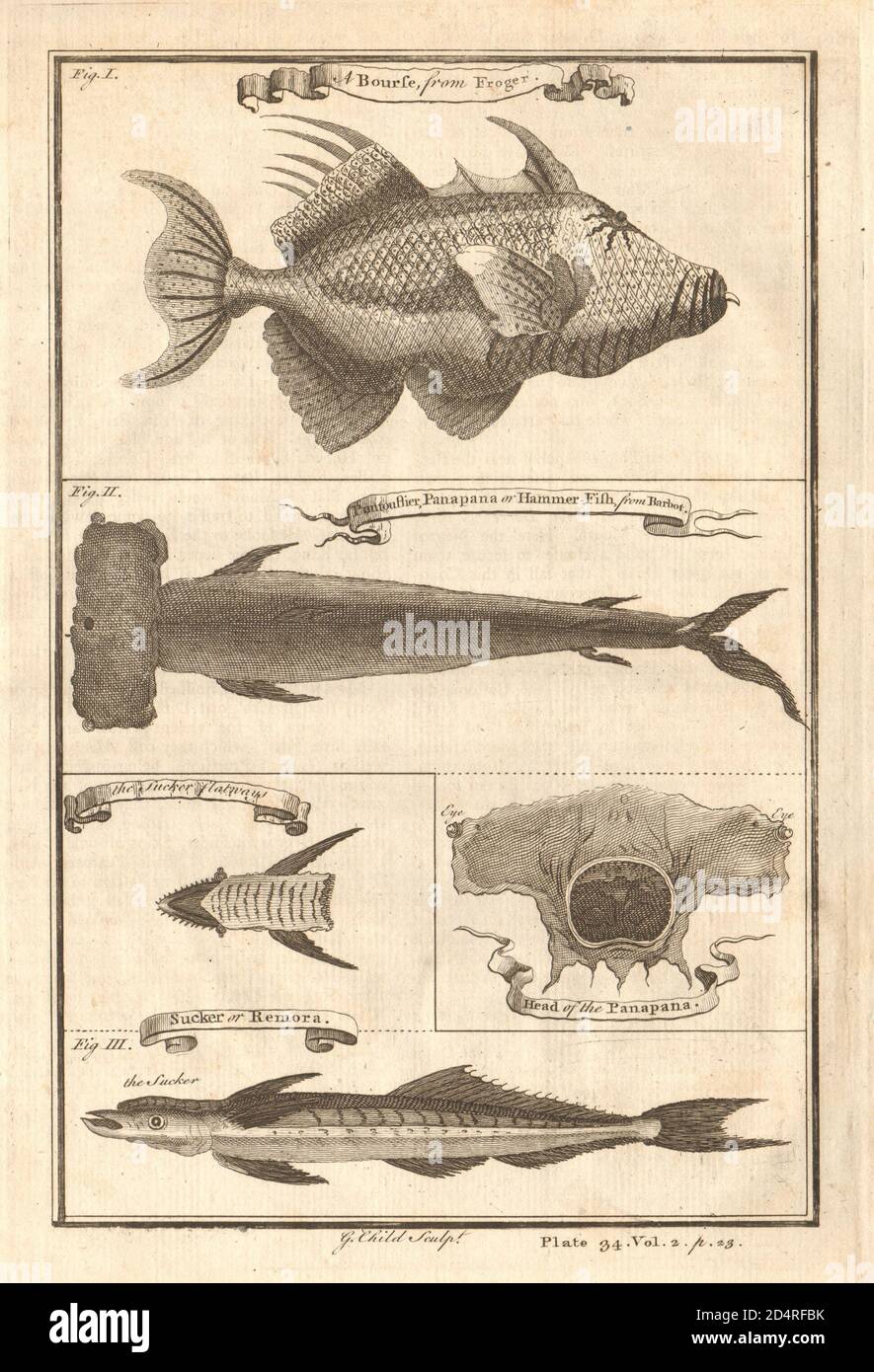 Bourse/triggerfish. Pantouflier/Hammerhead shark. Remora. West African ...