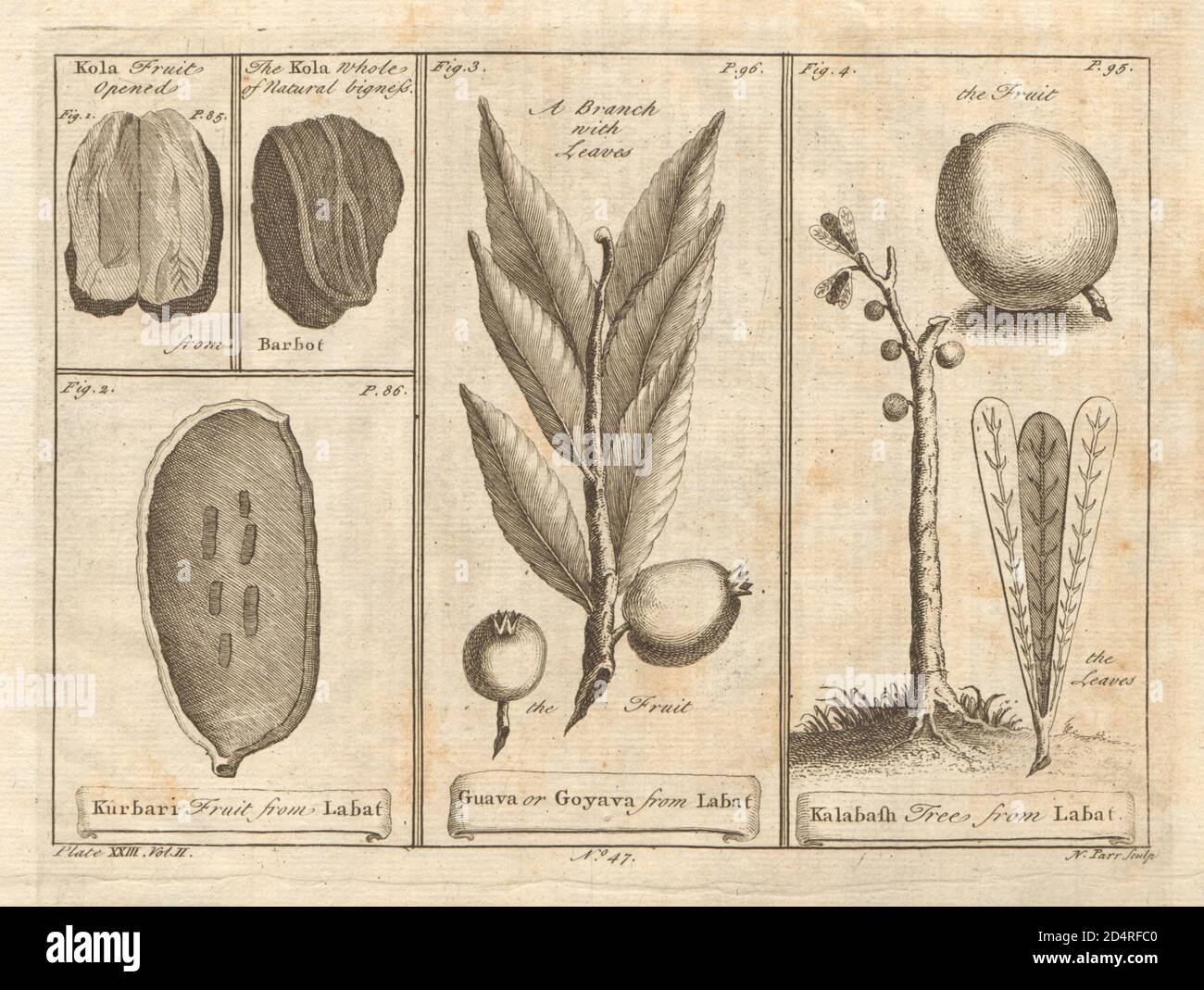 West African fruit. Kola nut. Guava fruit. Kalabash Calabash tree 1745 ...