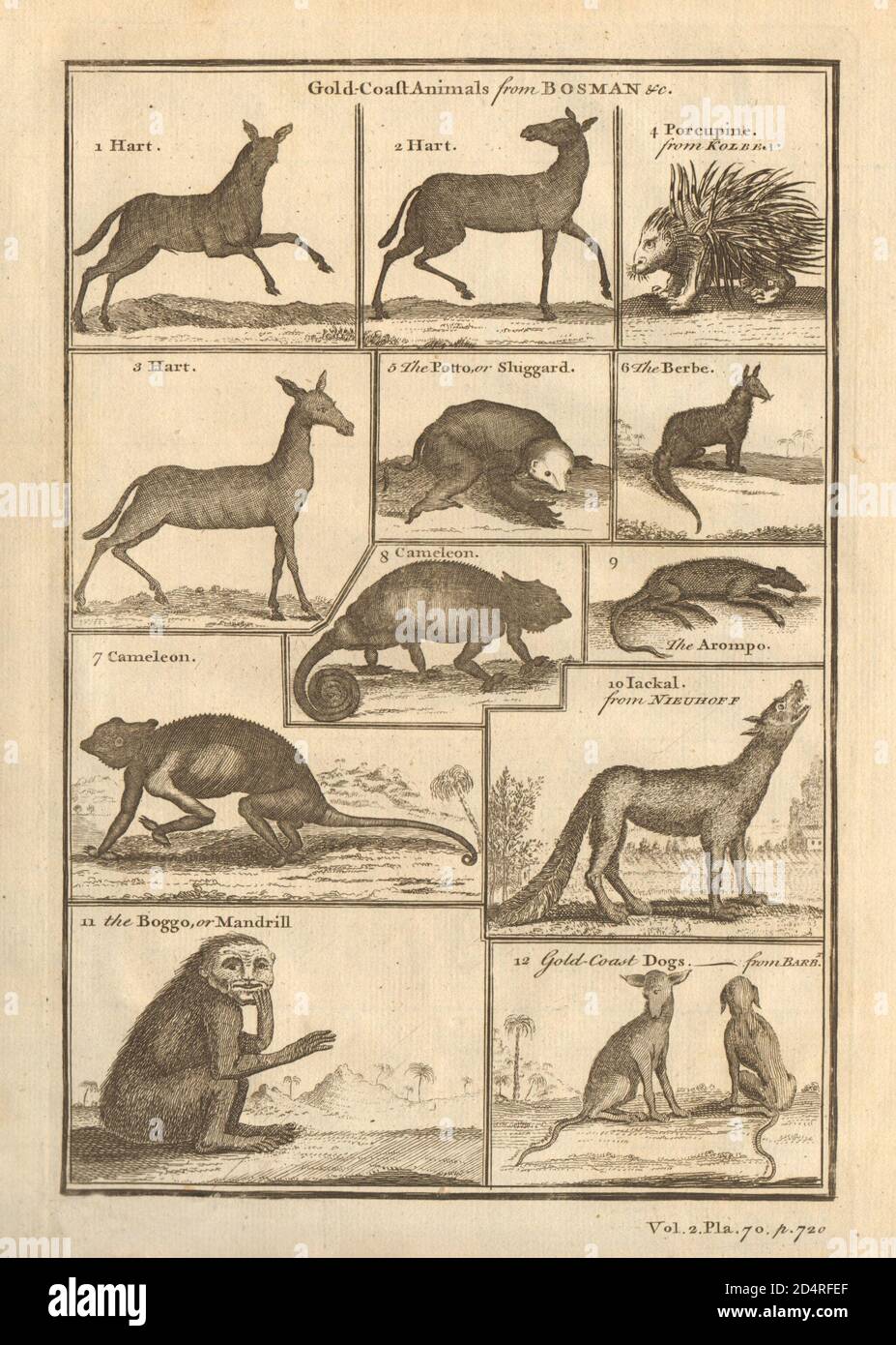 Ghana animals Hart Porcupine Berbe Potto Sluggard Chameleon Mandrill ...