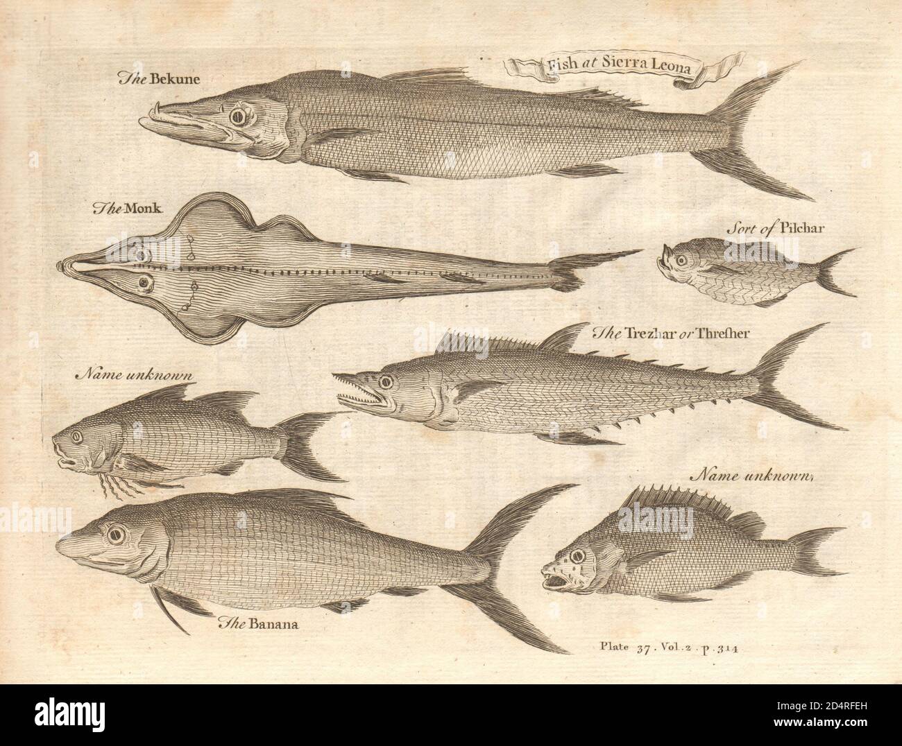 Fish at Sierra Leona. Pilchard Barracuda Banana Thresher 1745 old print ...