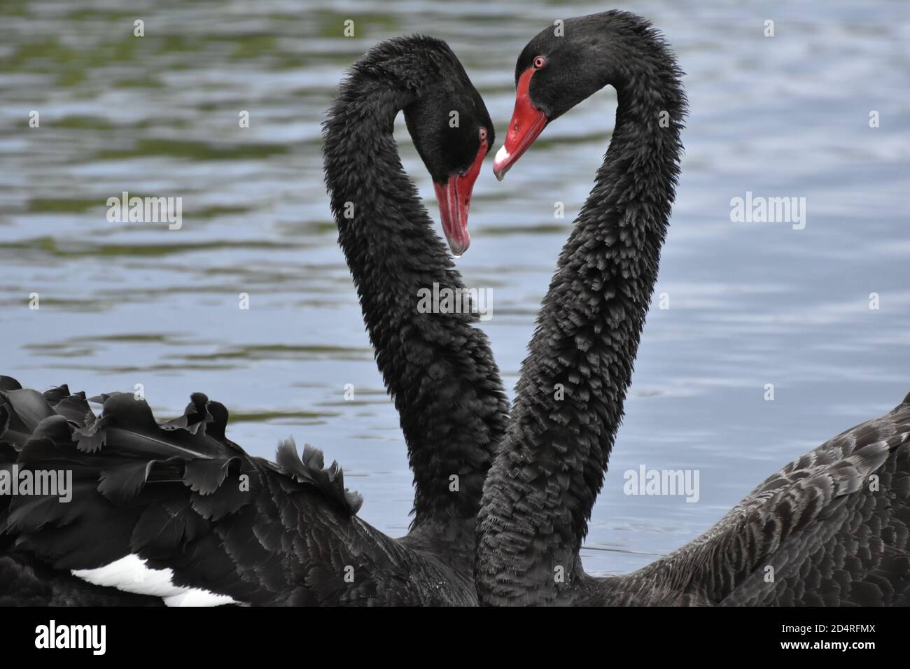Two black swans are mating Stock Photo - Alamy
