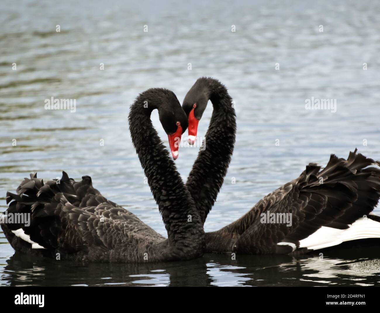 Two black swans are mating Stock Photo - Alamy