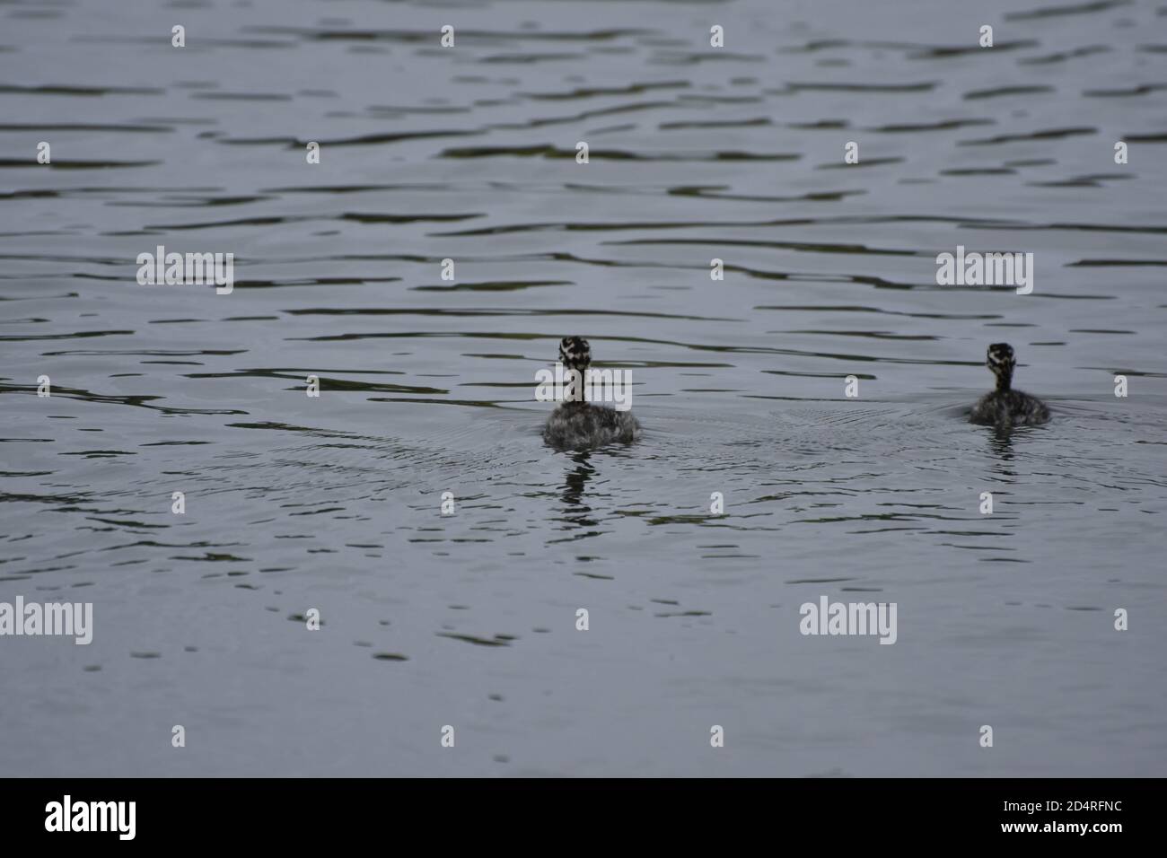 Flying bird cute sparrow flying hi-res stock photography and images - Alamy