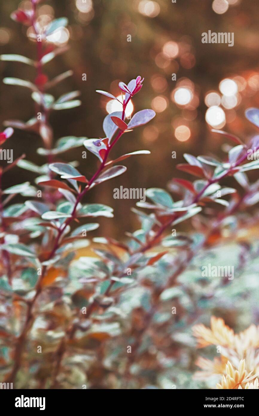 Vertical shot of purple leaves on bush of thunberg's barberry Stock ...